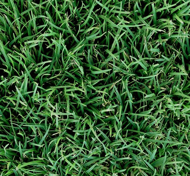 Nullarbor Couch Turf | Hervey Bay & Fraser Coast