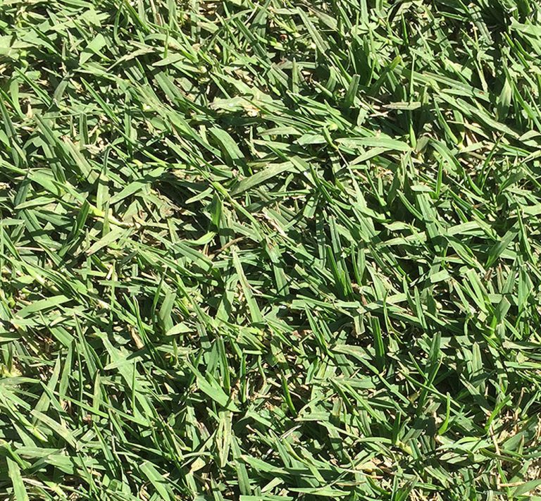 Wintergreen Couch Turf | Hervey Bay & Fraser Coast