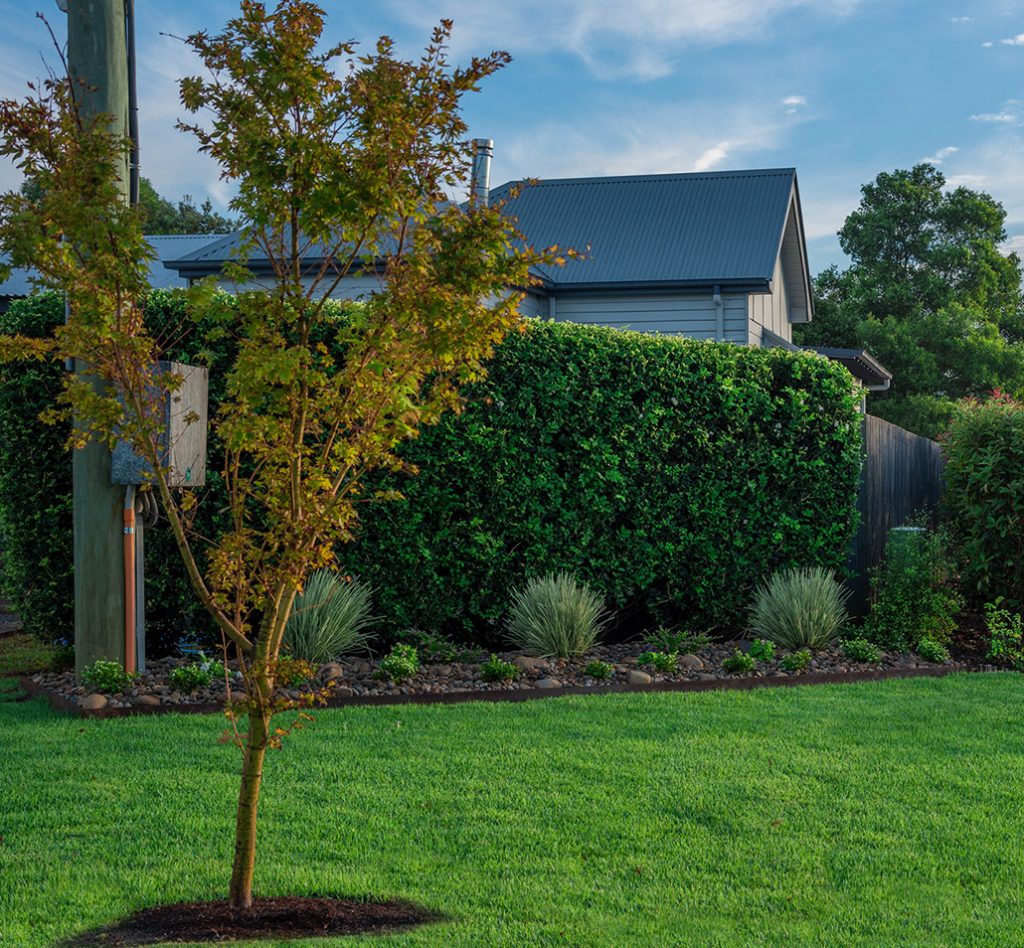 Zoysia Australis Turf | Hervey Bay & Fraser Coast