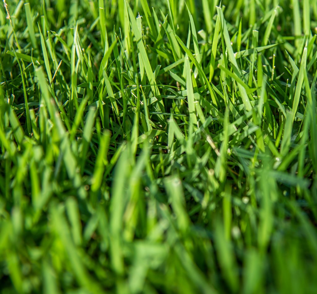 Zoysia Australis Turf | Hervey Bay & Fraser Coast